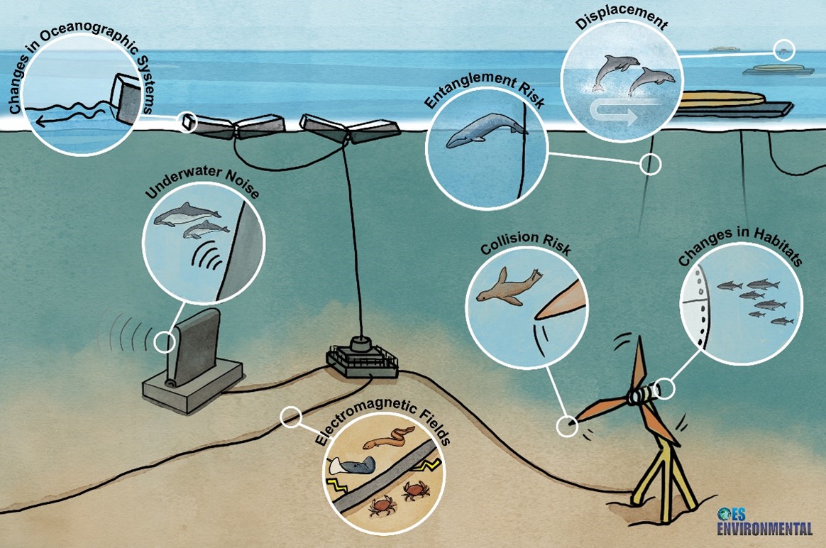 New Report Provides Update on Environmental Effects of Marine Renewable Energy | Article | PNNL